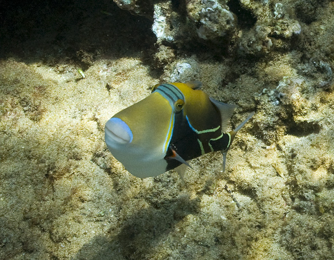 Humuhumunukunukuapua'a (Humuhumu)