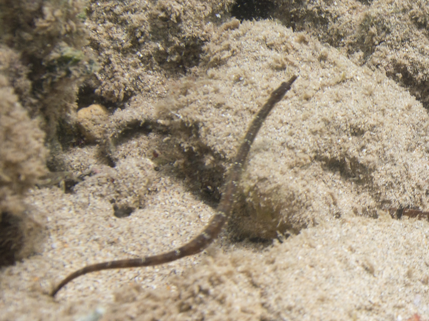 Pipefish