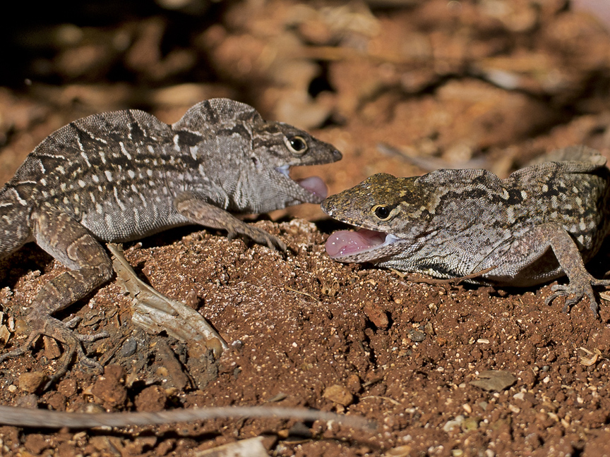 Brown Anole Dispute