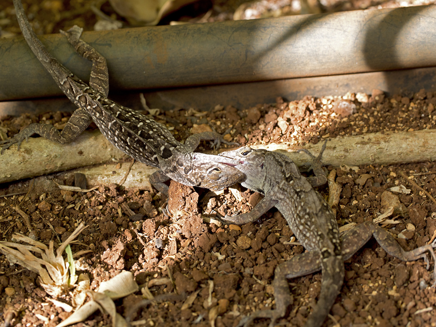 Brown Anole Dispute