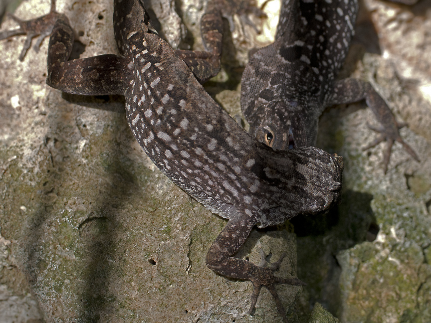 Brown Anole Dispute