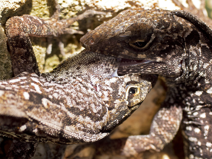 Brown Anole Dispute