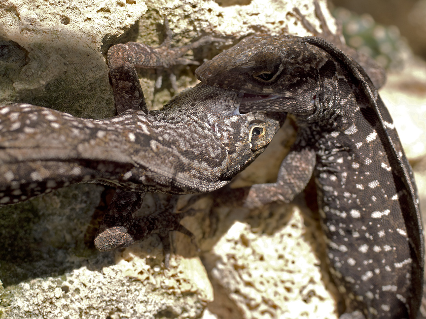 Brown Anole Dispute