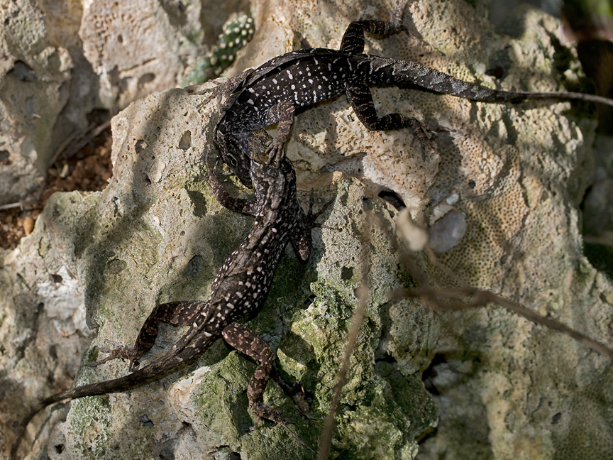 Brown Anole Dispute