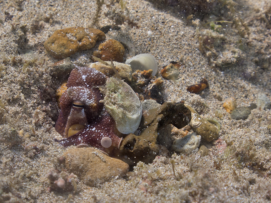 short-arm sand octopus