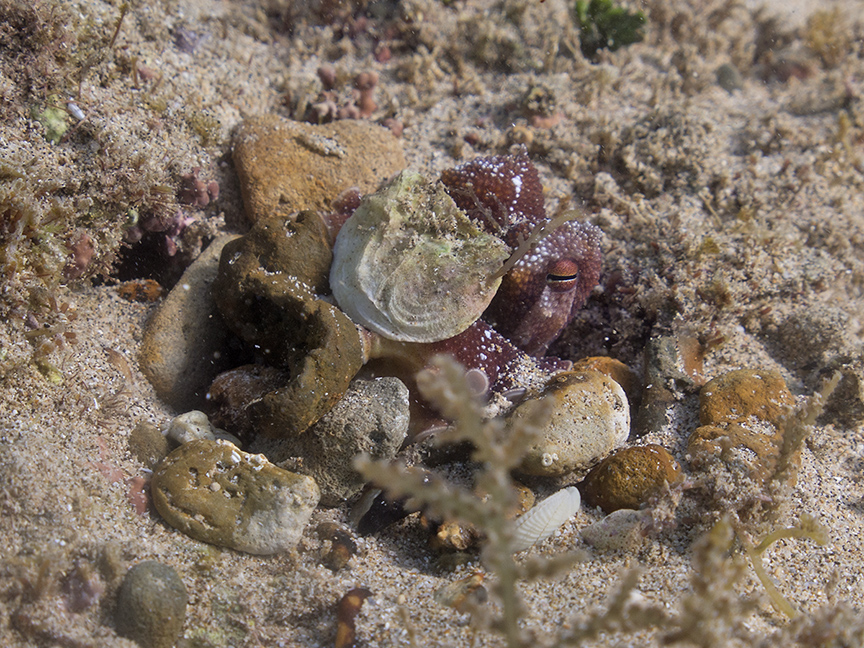 short-arm sand octopus