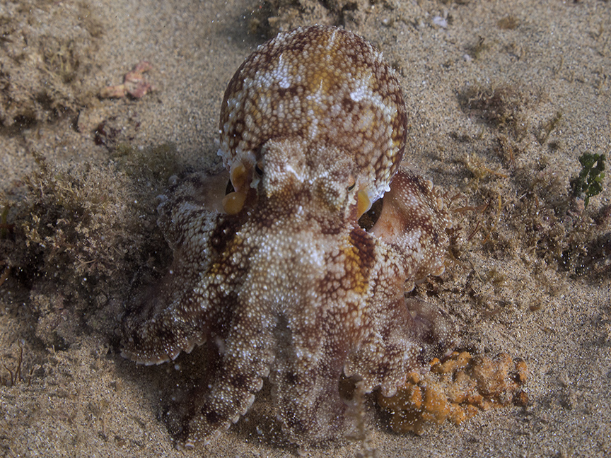 short-arm sand octopus