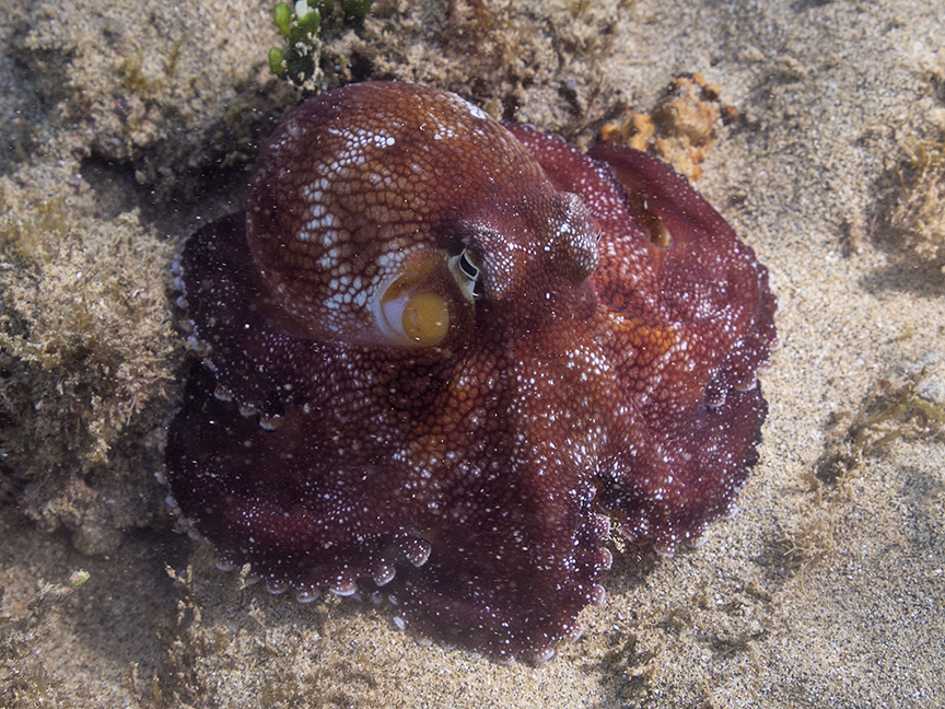short-arm sand octopus