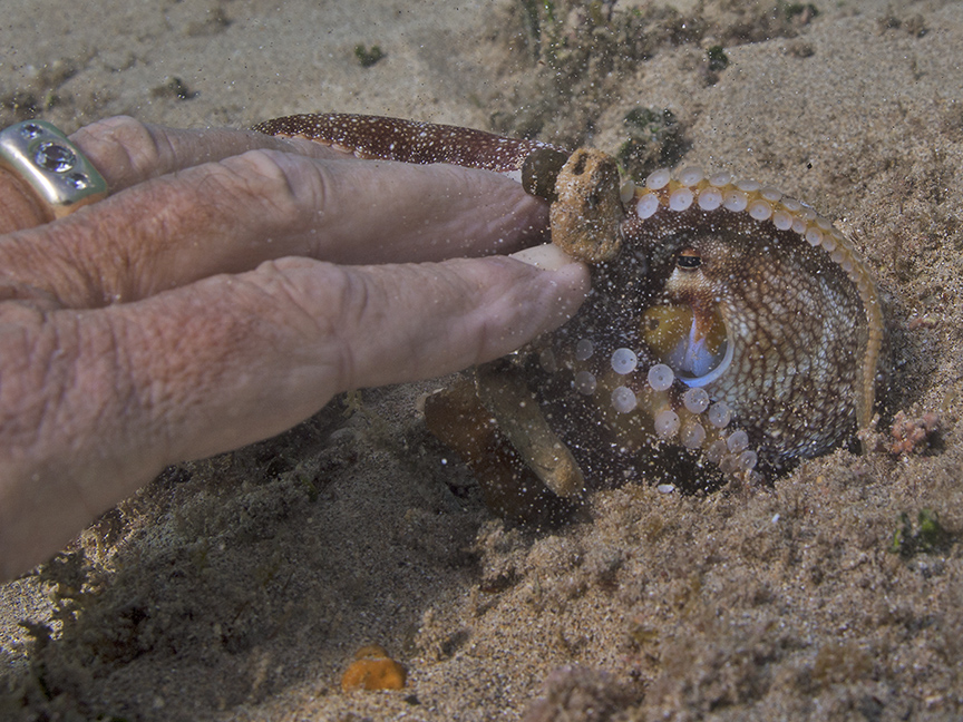 short-arm sand octopus