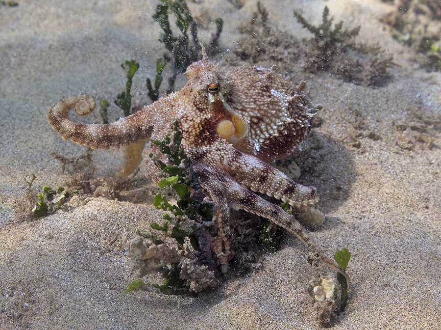 short-arm sand octopus