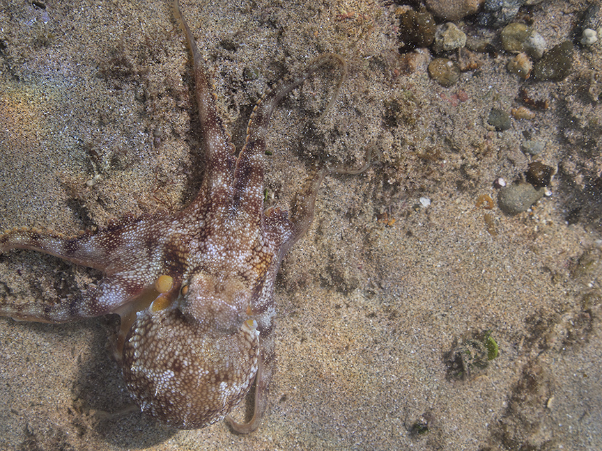 short-arm sand octopus