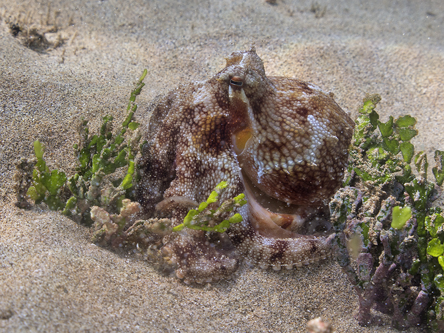 short-arm sand octopus