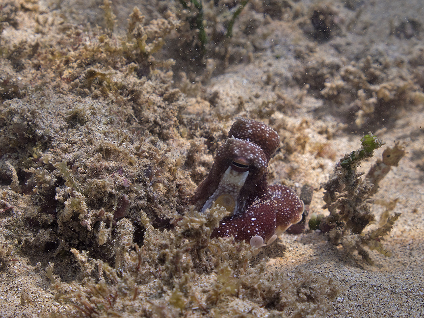 short-arm sand octopus