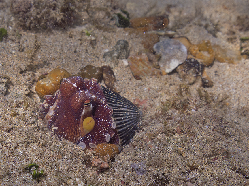 short-arm sand octopus