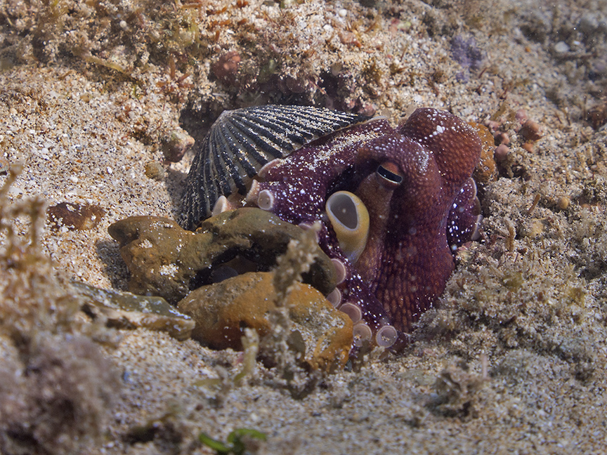 short-arm sand octopus