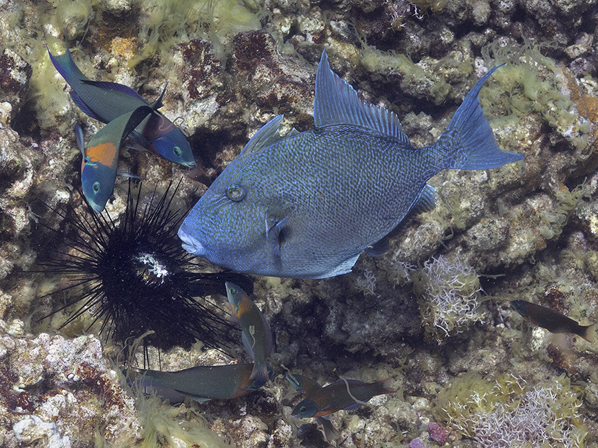 Smallscaled Triggerfish eating urchin